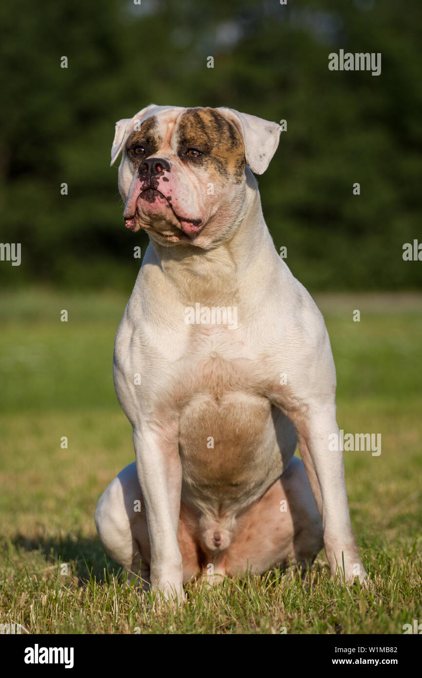 White american bulldog sitting hi-res stock photography and images - Alamy