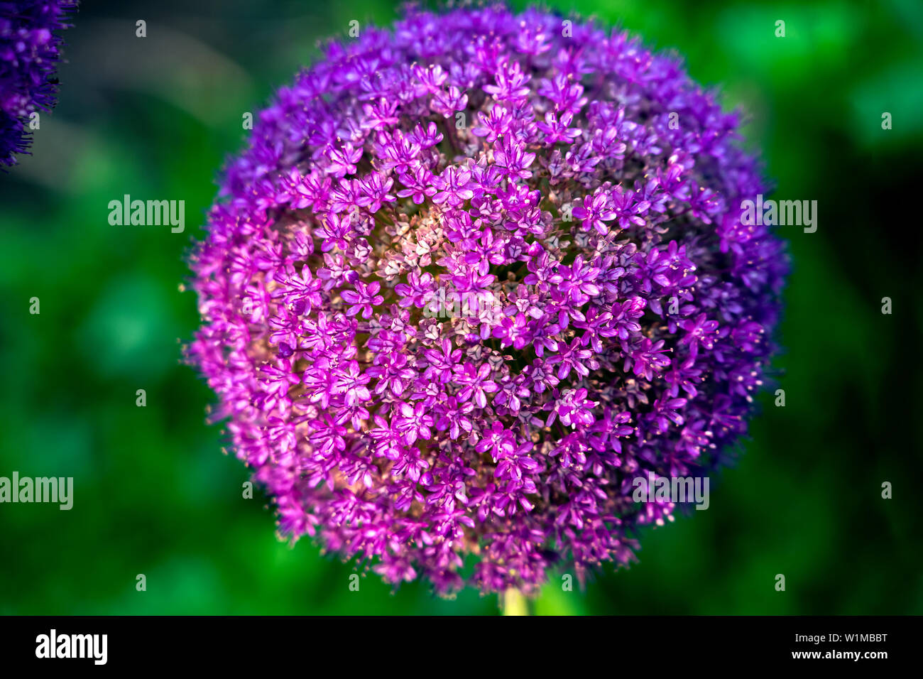 Giant violet close up Onion (Allium Giganteum) flower blooming Stock ...