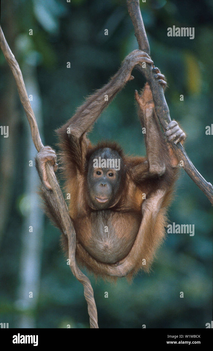 Orang-Utan, Menschenaffe, Gunung Leuser National Park, Sumatra ...