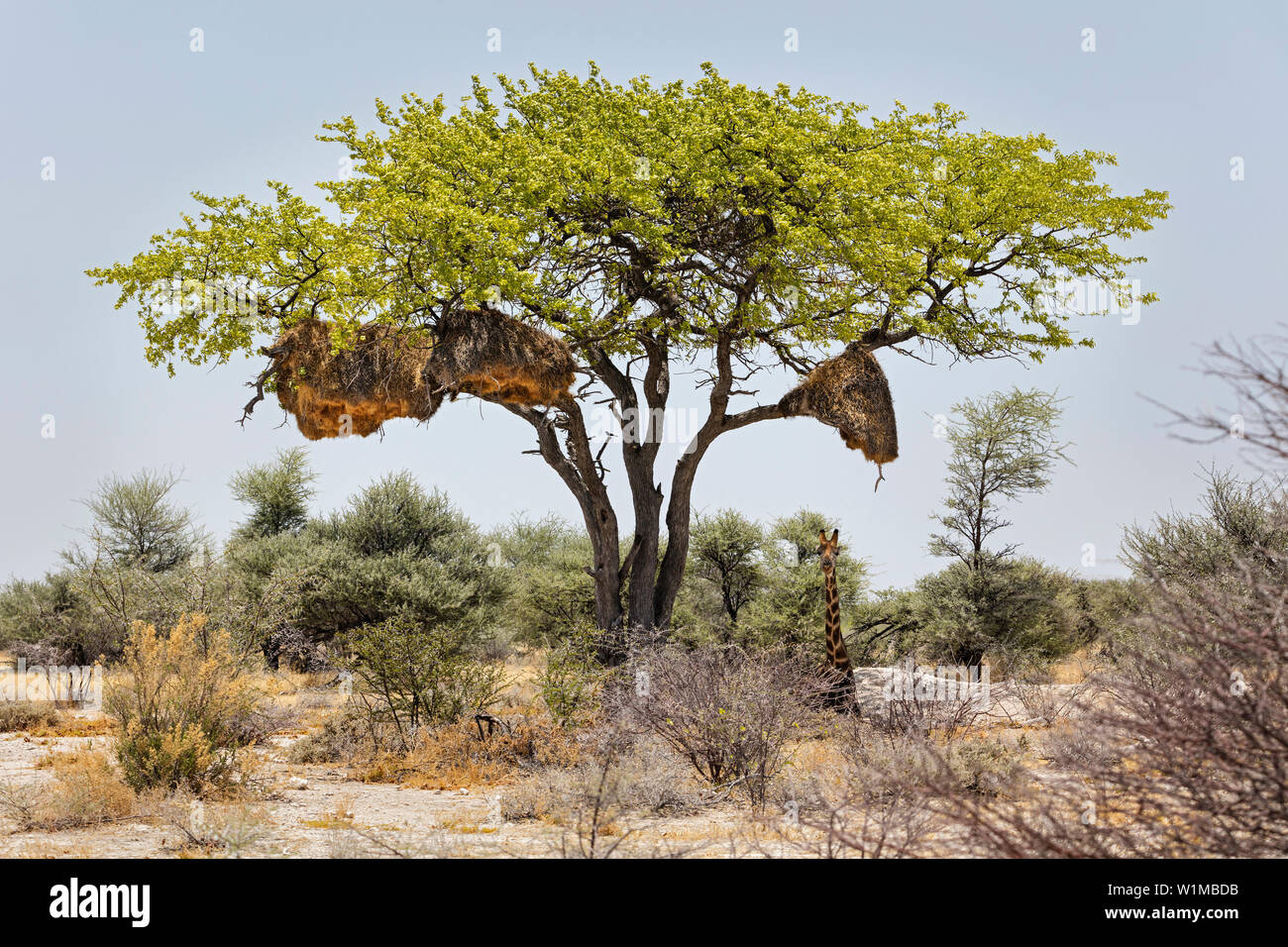 Namibia mopane tree hi-res stock photography and images - Alamy