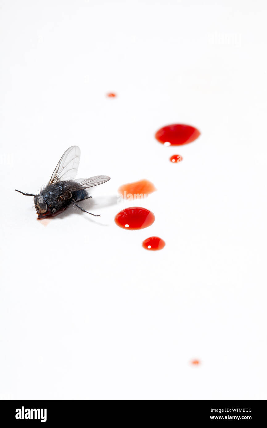 Fly and Blood Droplets Stock Photo - Alamy