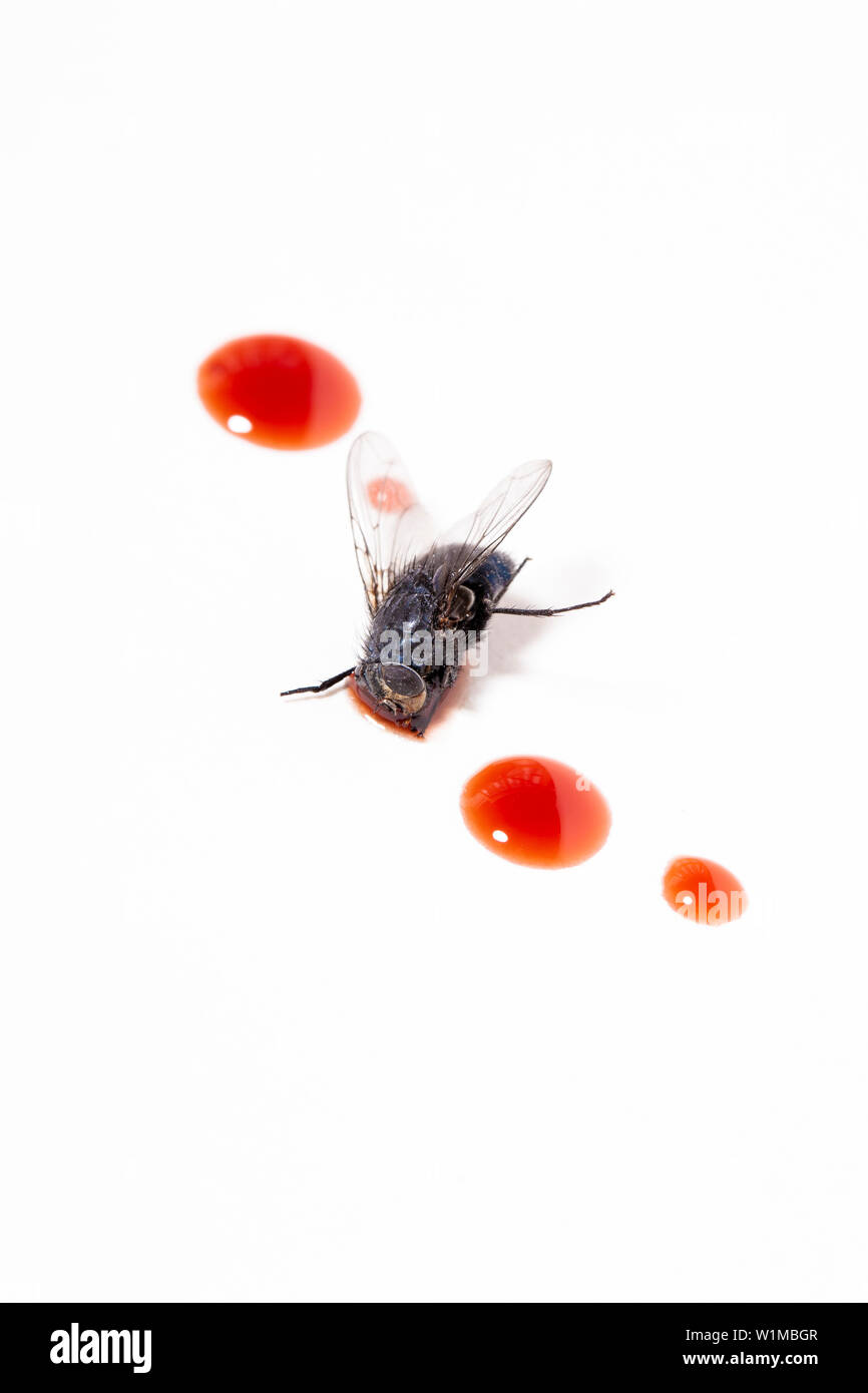 Winged blood Cut Out Stock Images & Pictures - Alamy