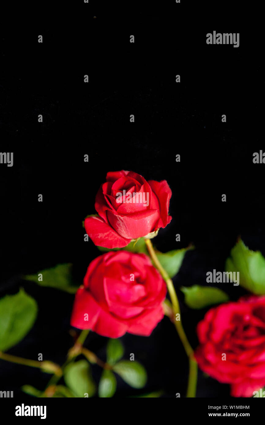 Red Roses on Black Stock Photo - Alamy