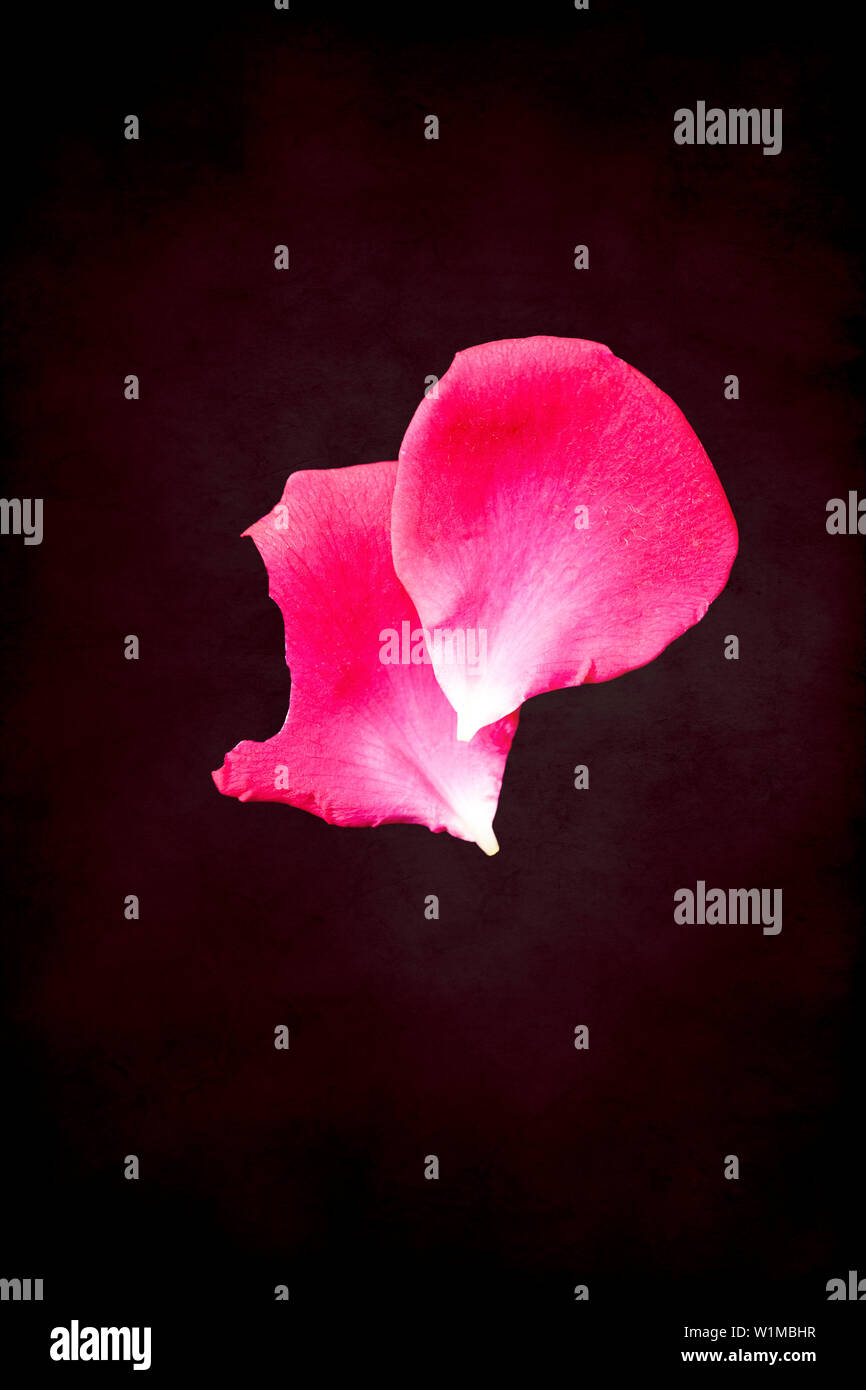 Broken petal hi-res stock photography and images - Alamy