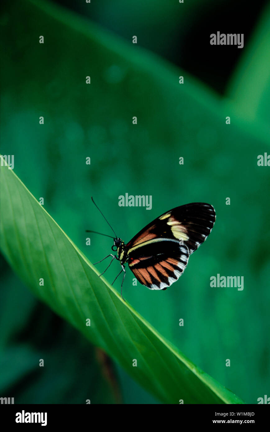 Tropen hi-res stock photography and images - Alamy