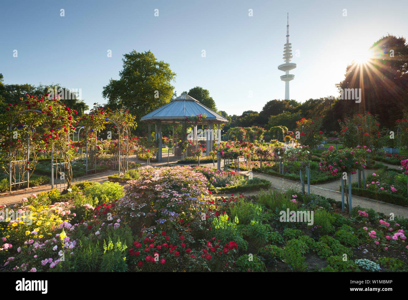 Rose garden with the television tower in the background, Planten un ...