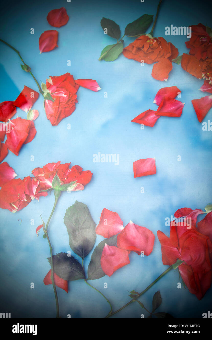 Roses With Sky Reflection Stock Photo - Alamy