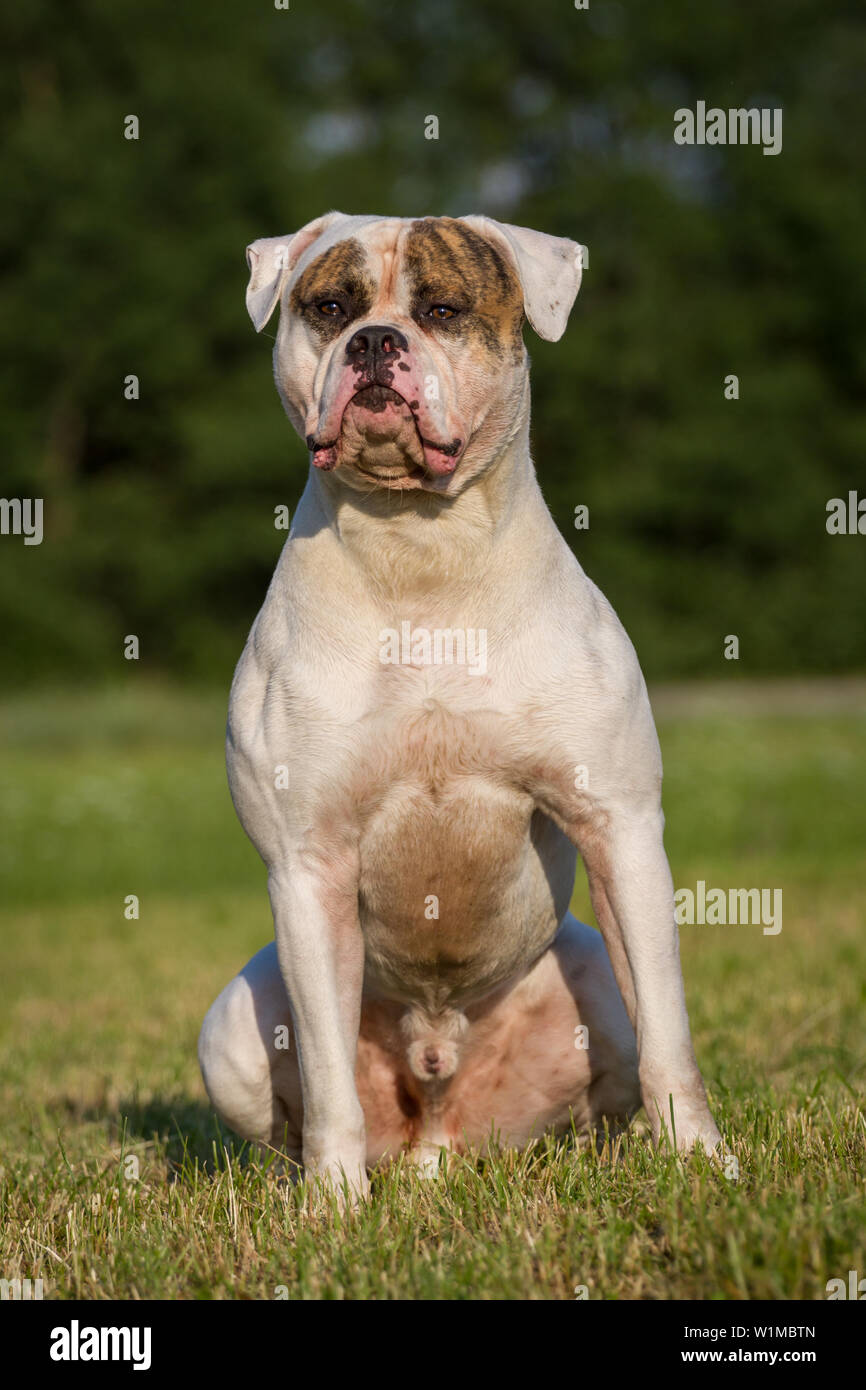 American Bulldog male dog sitting Stock Photo - Alamy