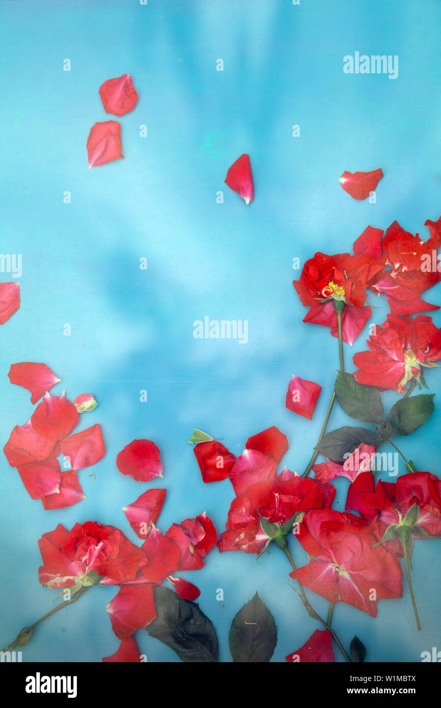 Reflection of roses hi-res stock photography and images - Alamy