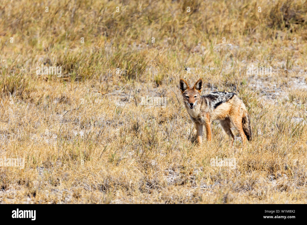 Black-Backed Jackal at Etosha National Park, Namibia, Africa Stock ...