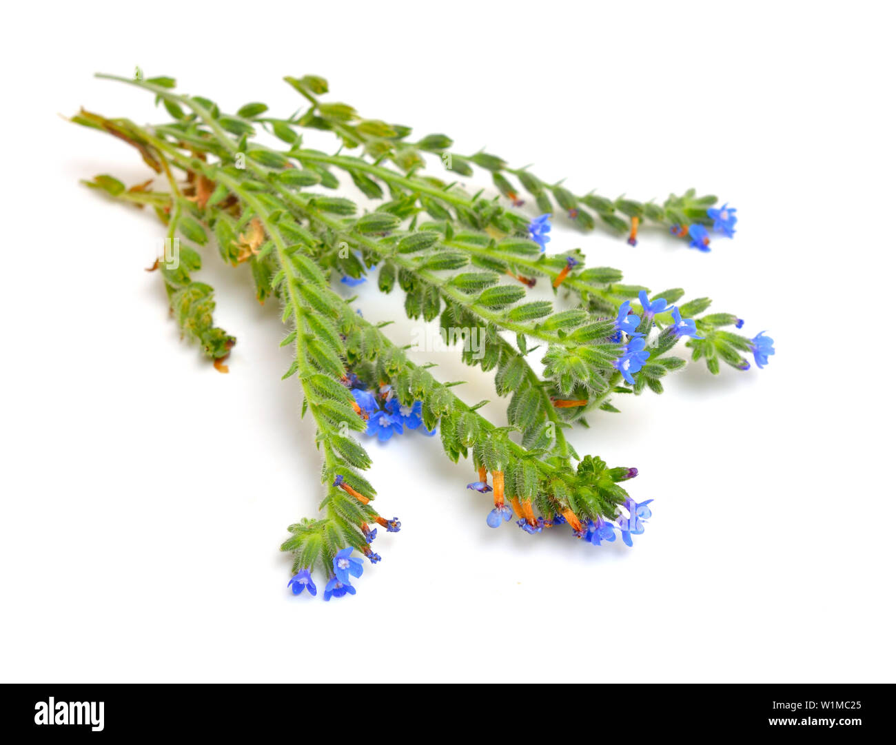 Plant Anchusa with flowers isolated on white background Stock Photo - Alamy