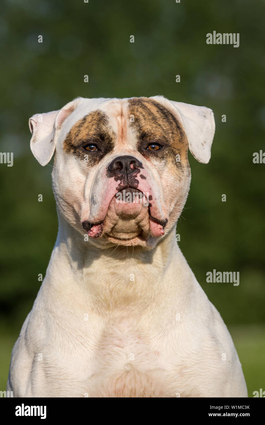 Head portrait of a strong American Bulldog male dog Stock Photo - Alamy