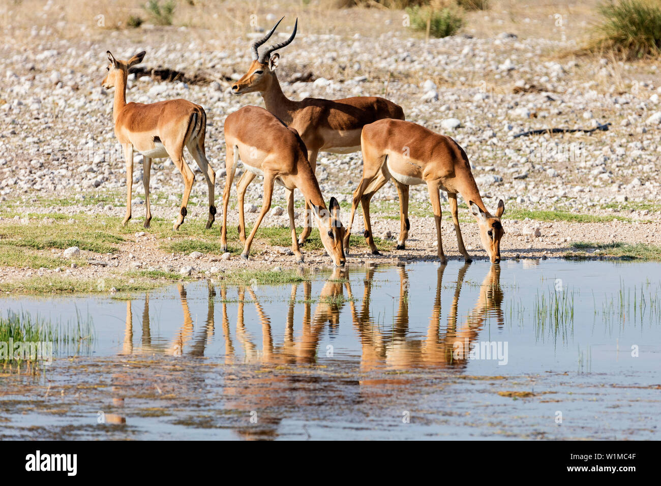 Group of Impala drinking water from waterhole at Etosha National Park ...