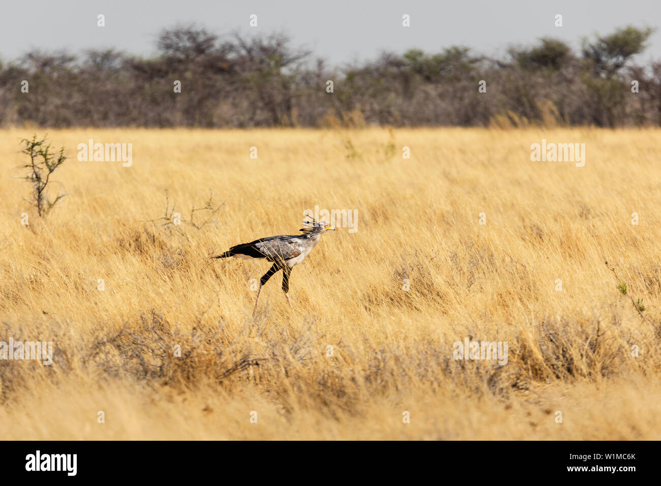 Secretary bird photography hi-res stock photography and images - Alamy