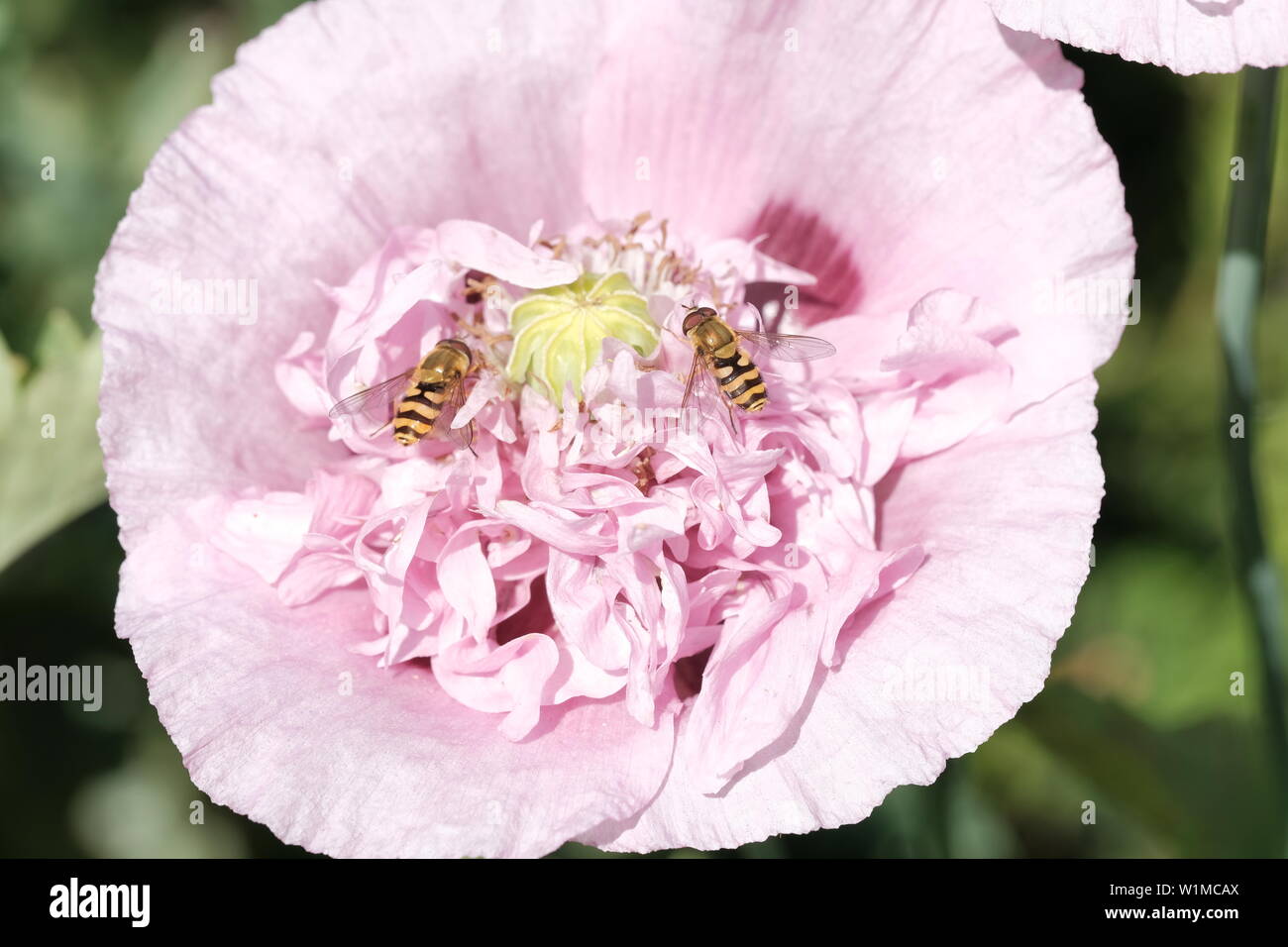 Hover-Fly or False Wasp on a Pink Poppy Stock Photo - Alamy