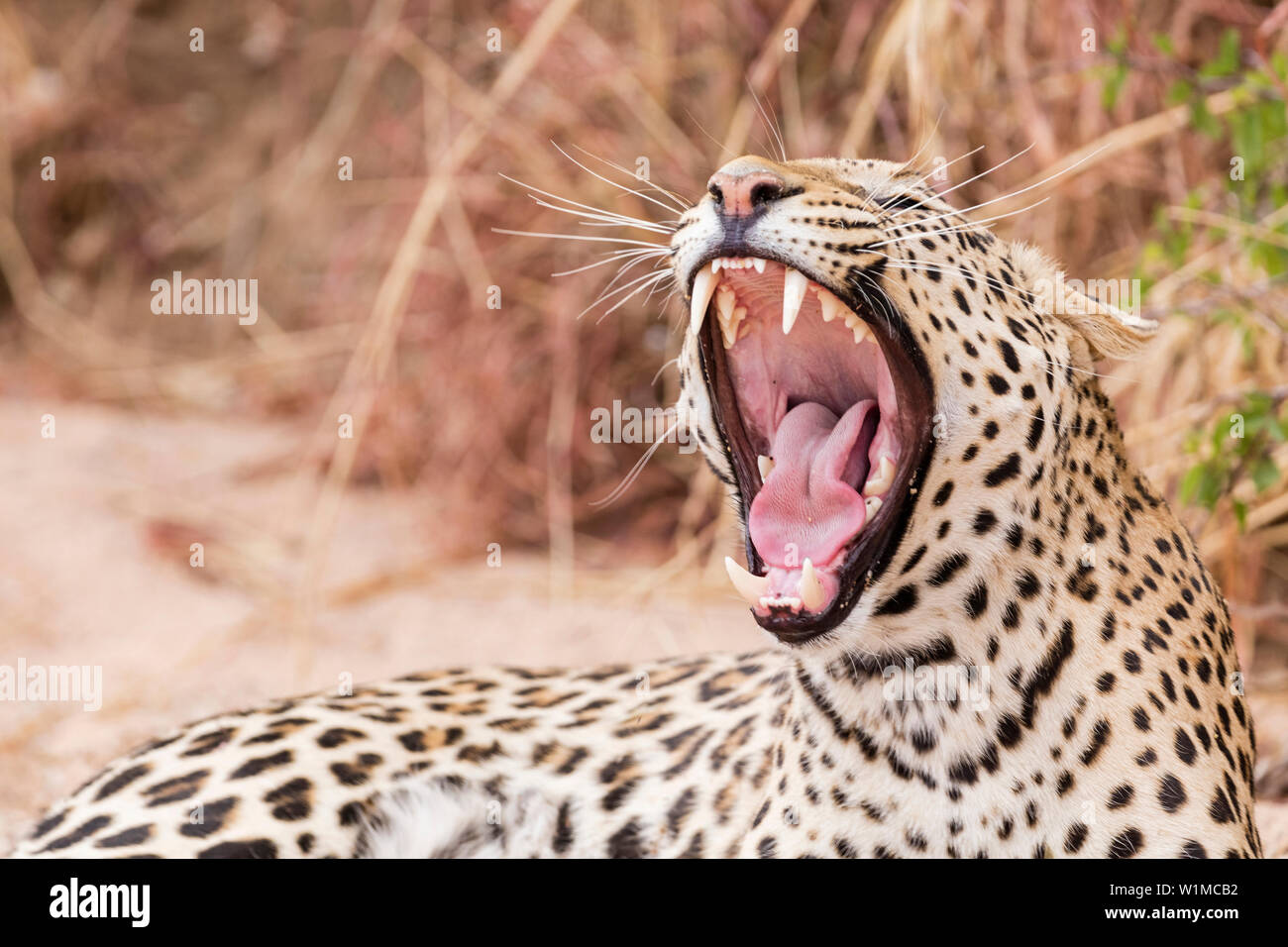 Leopard relaxing and yawning at Okonjima Nature Reserve, Namibia ...
