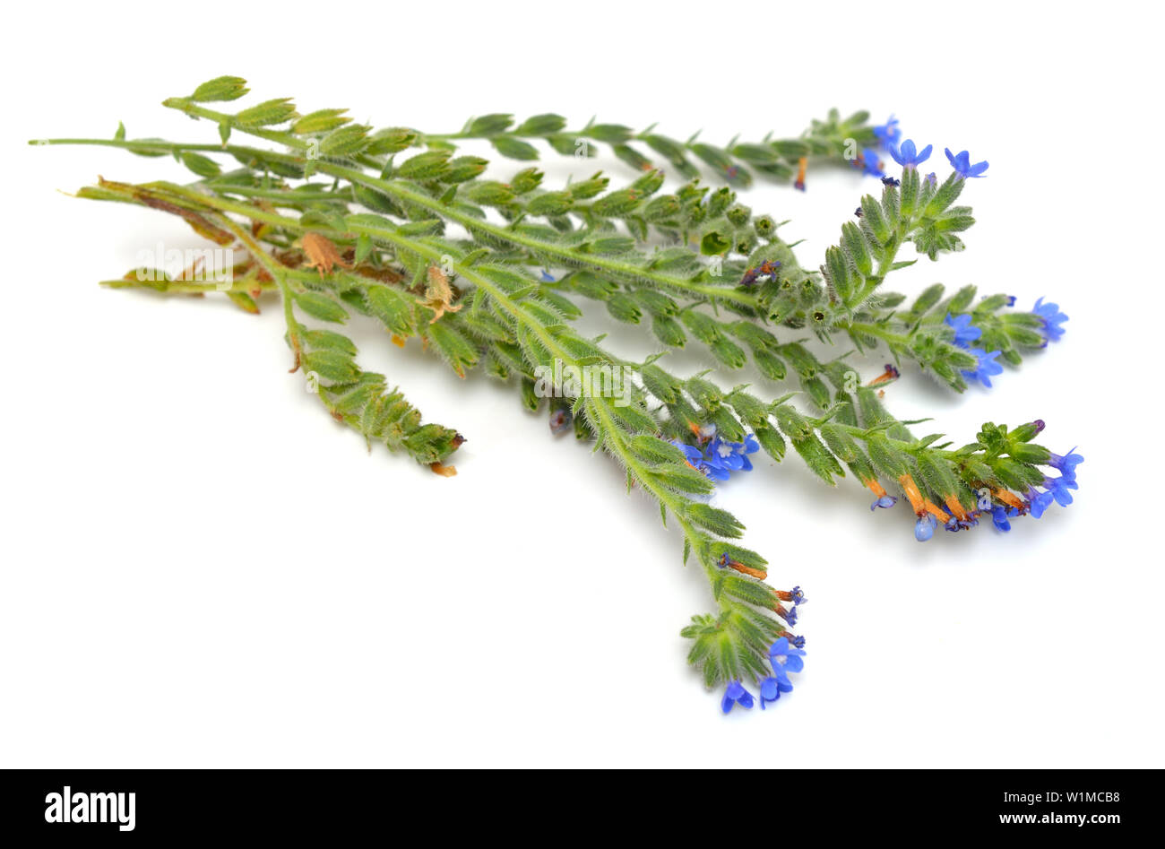 Plant Anchusa with flowers isolated on white background Stock Photo - Alamy
