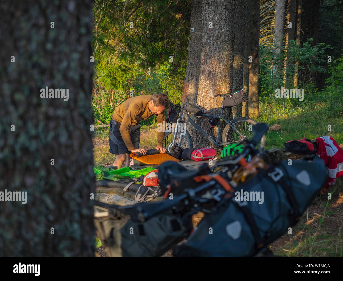 Woodlandcolor hi-res stock photography and images - Alamy