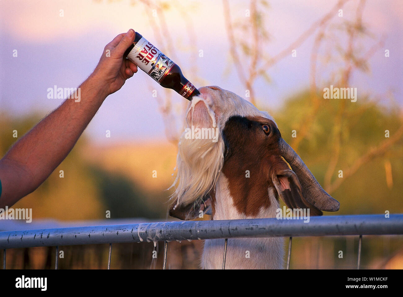 Drunk goat hi-res stock photography and images - Alamy
