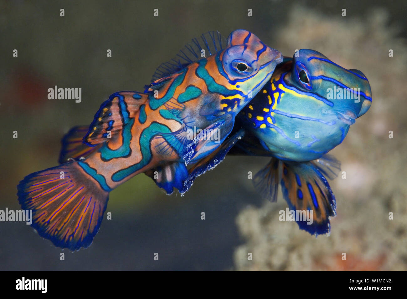 Mating mandarinfish hi-res stock photography and images - Alamy