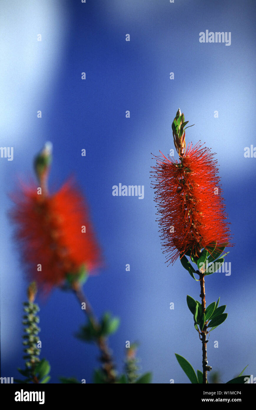 Bottle brush flower in full bloom, Western Australia Stock Photo - Alamy