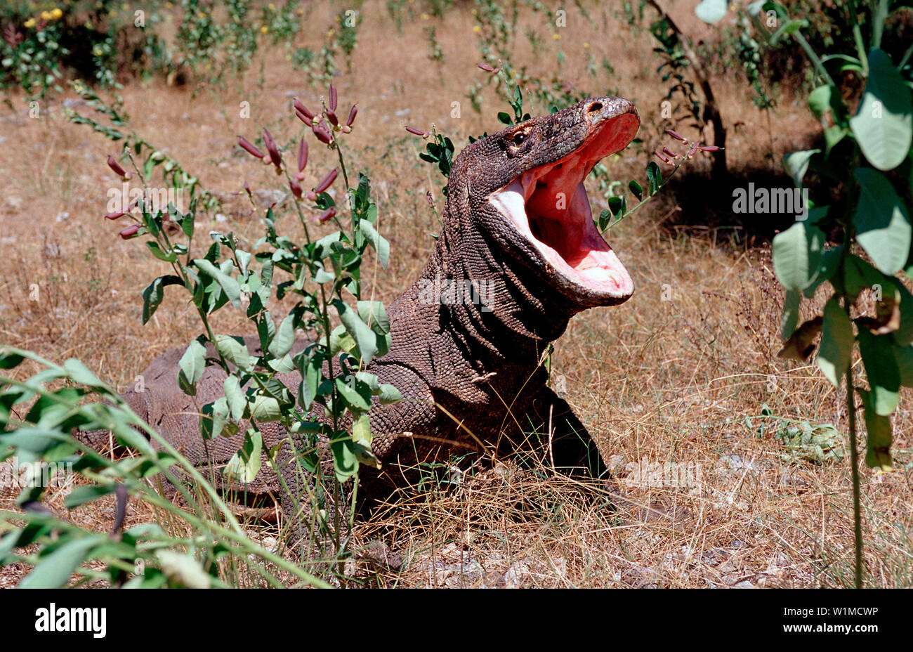 Komodo Waran, Komodo-Waran, Komodo dragon in natur, Komodo dragon in ...