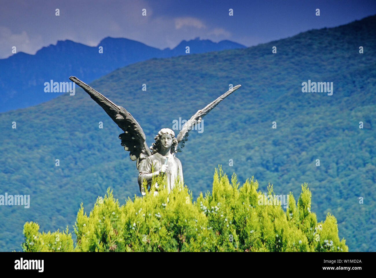 Behind the hedge hi-res stock photography and images - Alamy