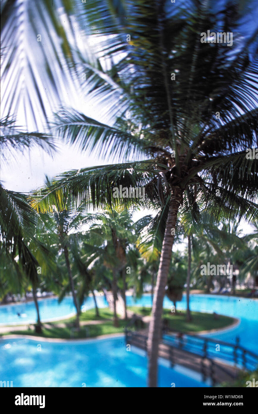 Swimmingpool with palm trees, landscape palmtree Stock Photo - Alamy