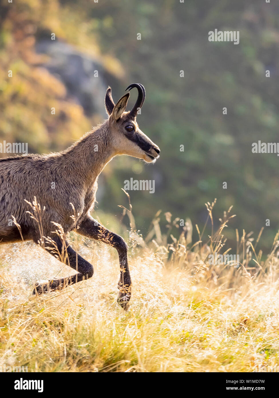Animal grass field hi-res stock photography and images - Alamy