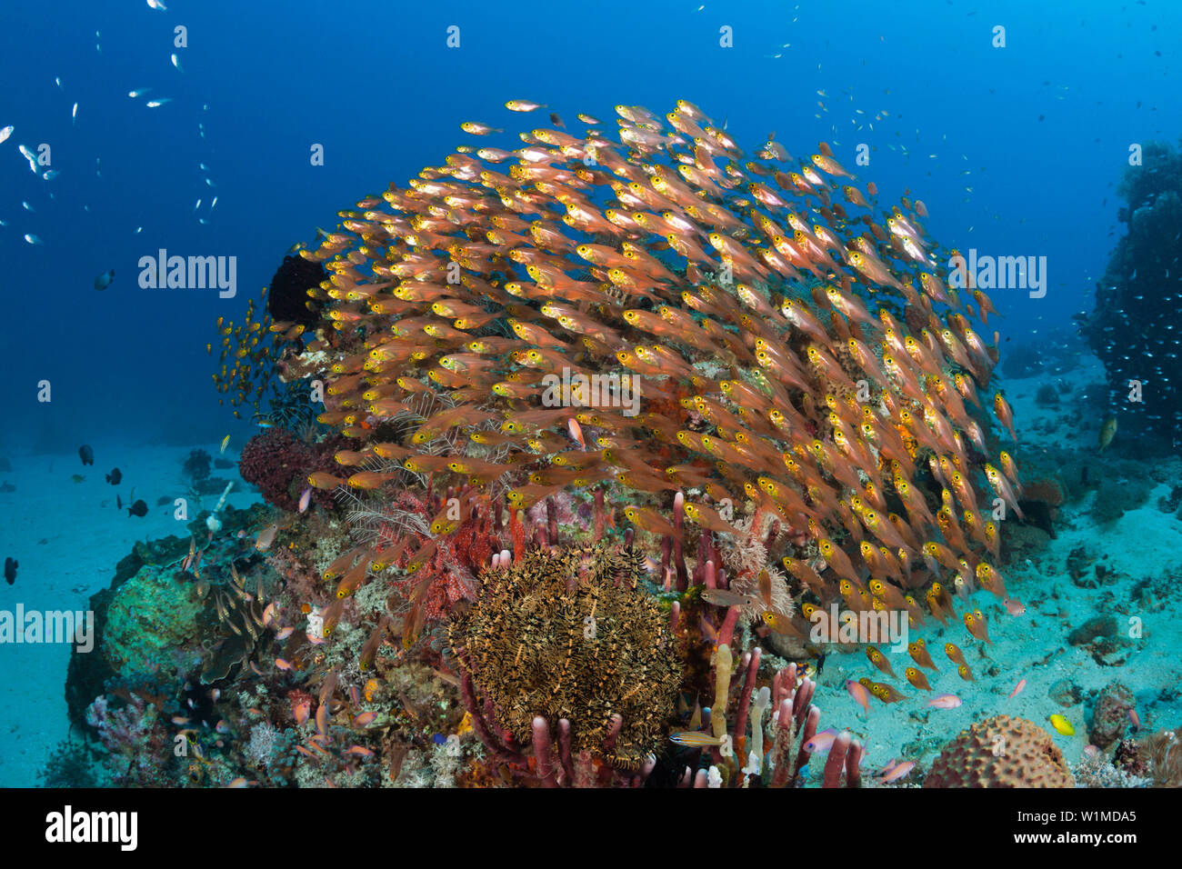 Glassy Sweepers in Coral Reef, Parapriacanthus ransonneti, Komodo ...