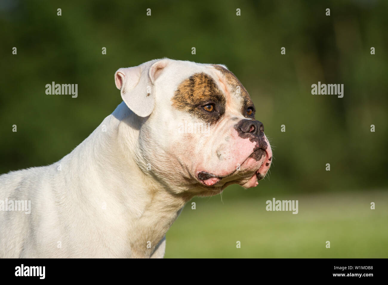 Head portrait of a strong American Bulldog male dog Stock Photo - Alamy