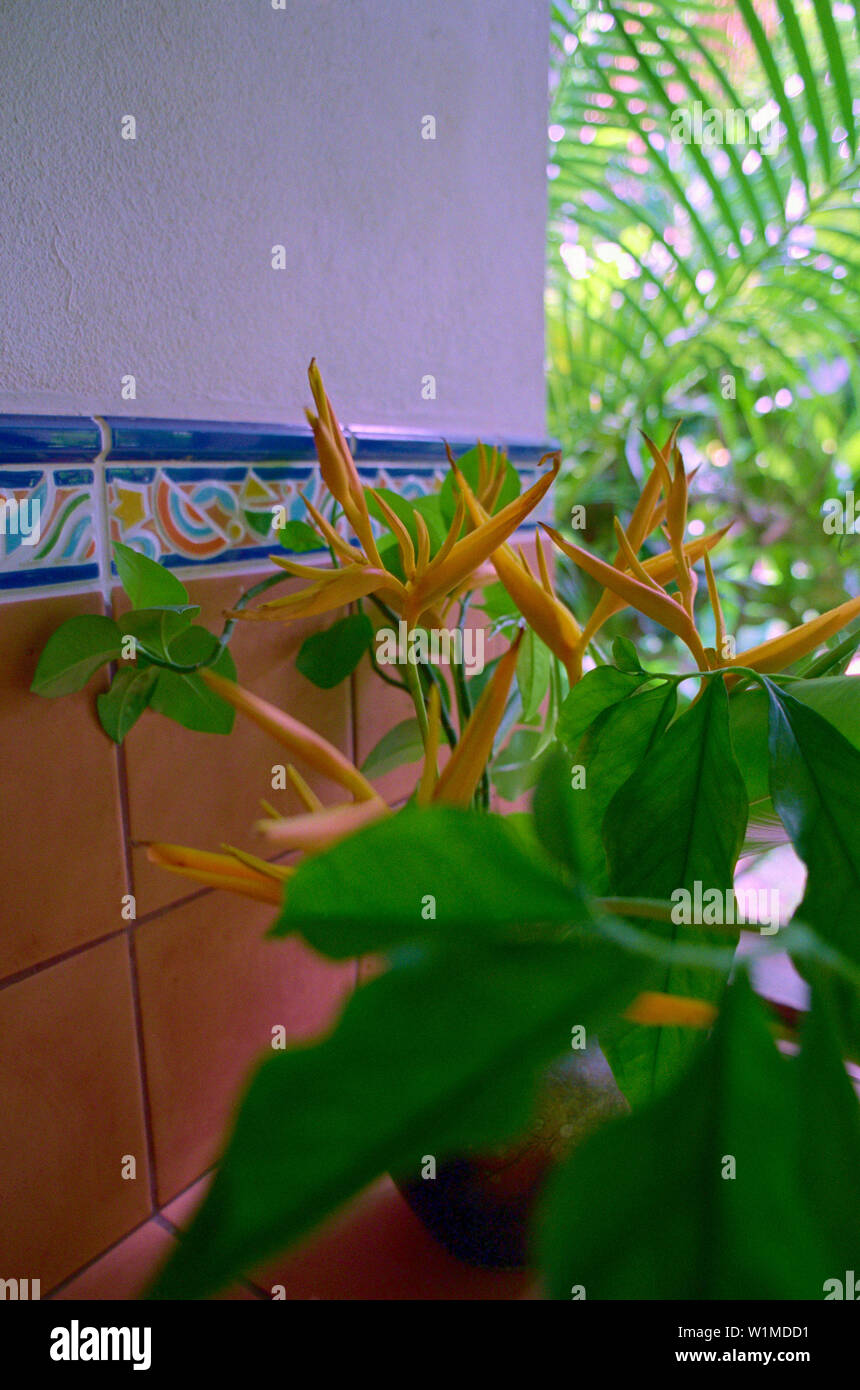Balembouche, St. Lucia, Caribbean Stock Photo - Alamy