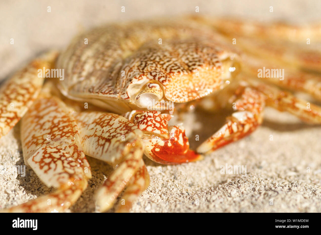 Crab in sand, animal crab Stock Photo - Alamy