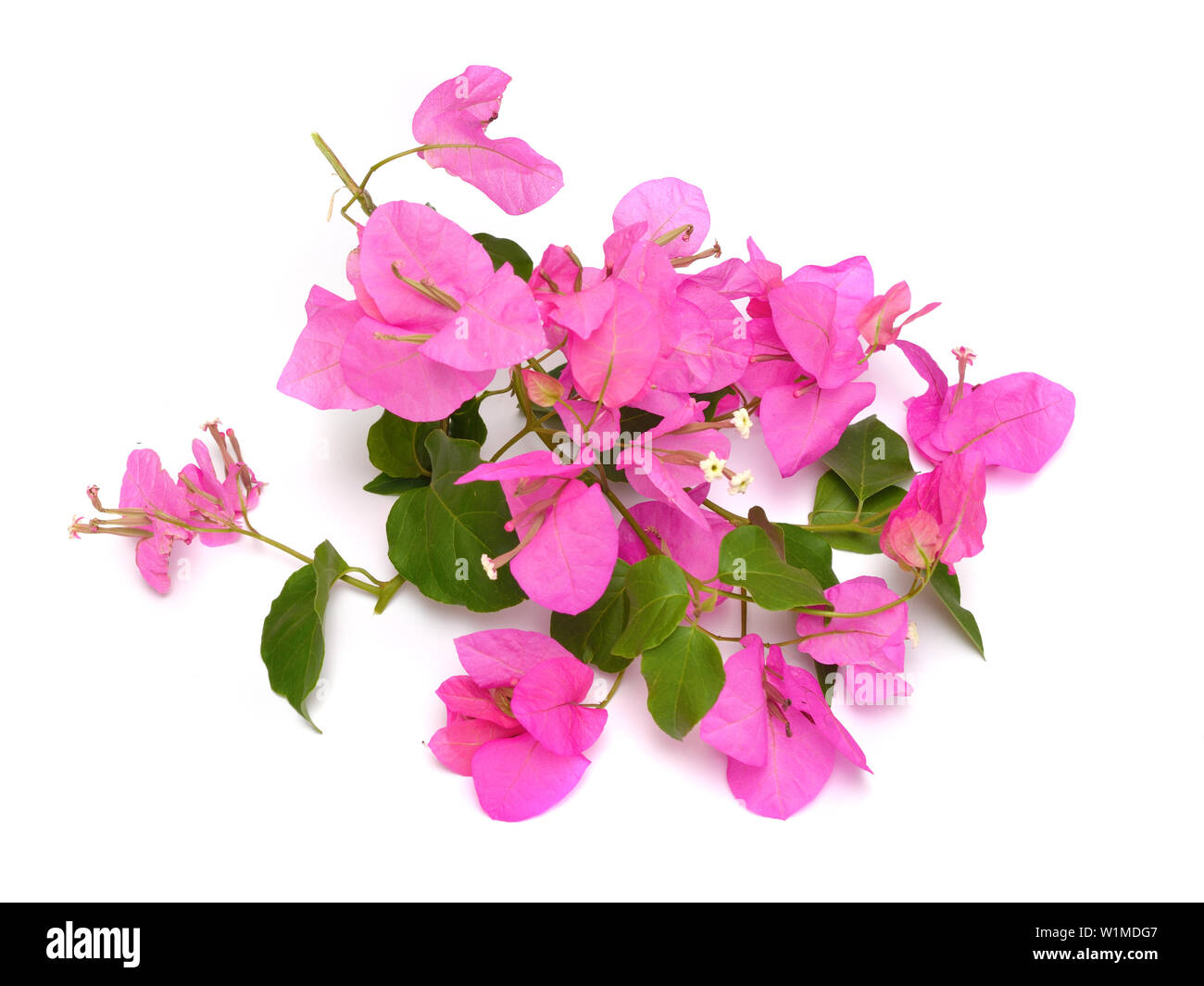 Bougainvillea, also known as buganvilla bugambilia bouganvel pokok ...
