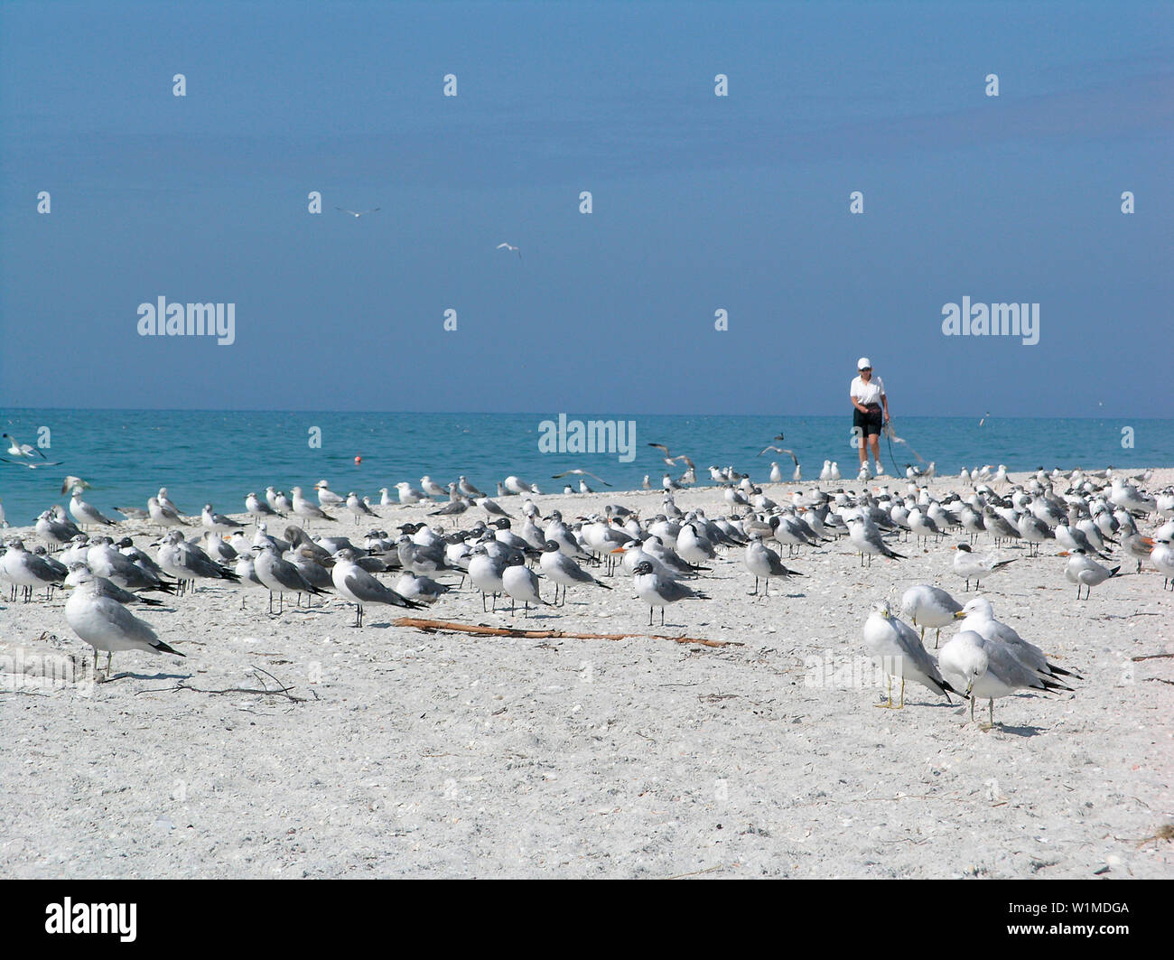 One person and a swarm of seagulls at the beach, Sanibel Island ...