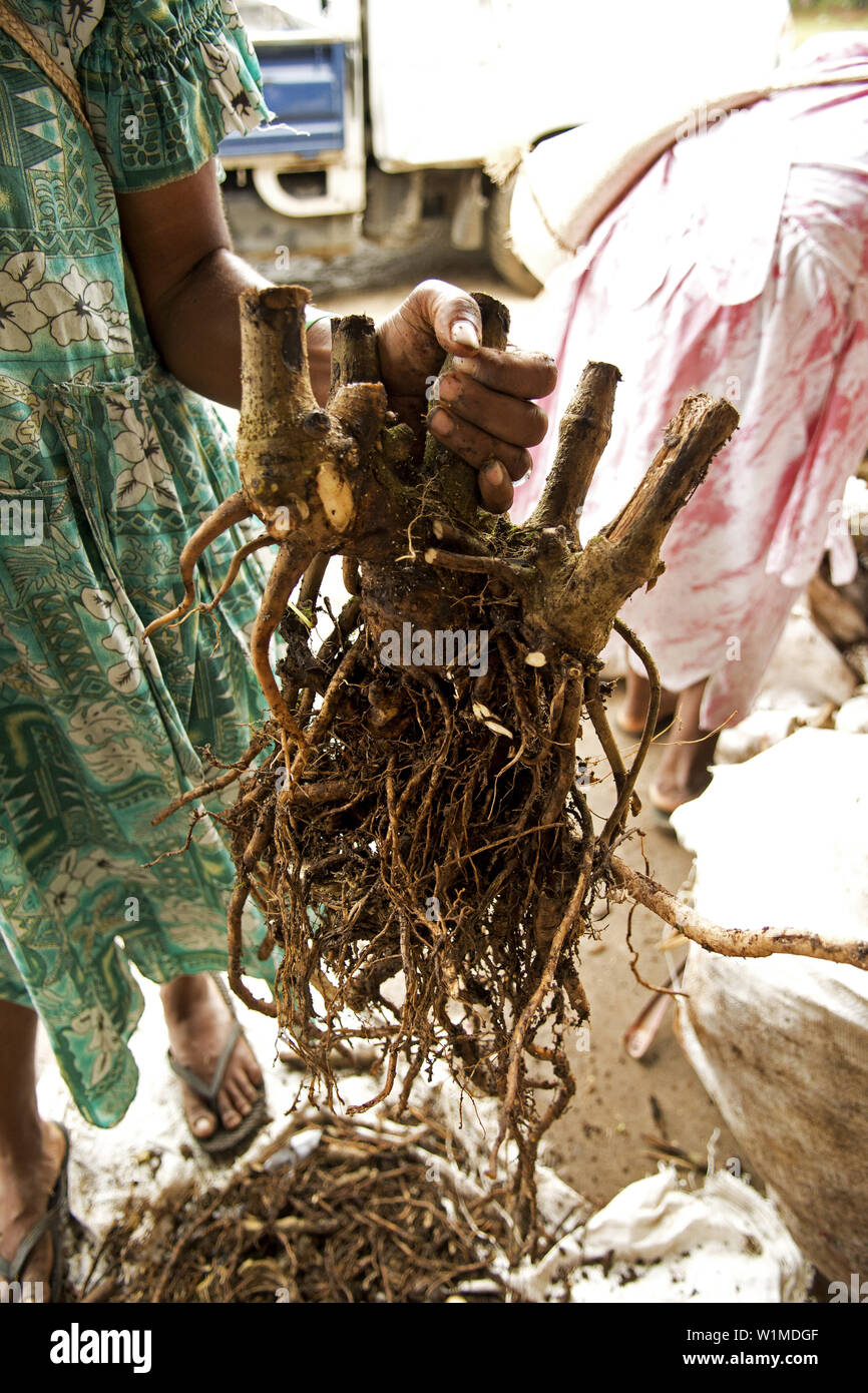 Kava roots hi-res stock photography and images - Alamy
