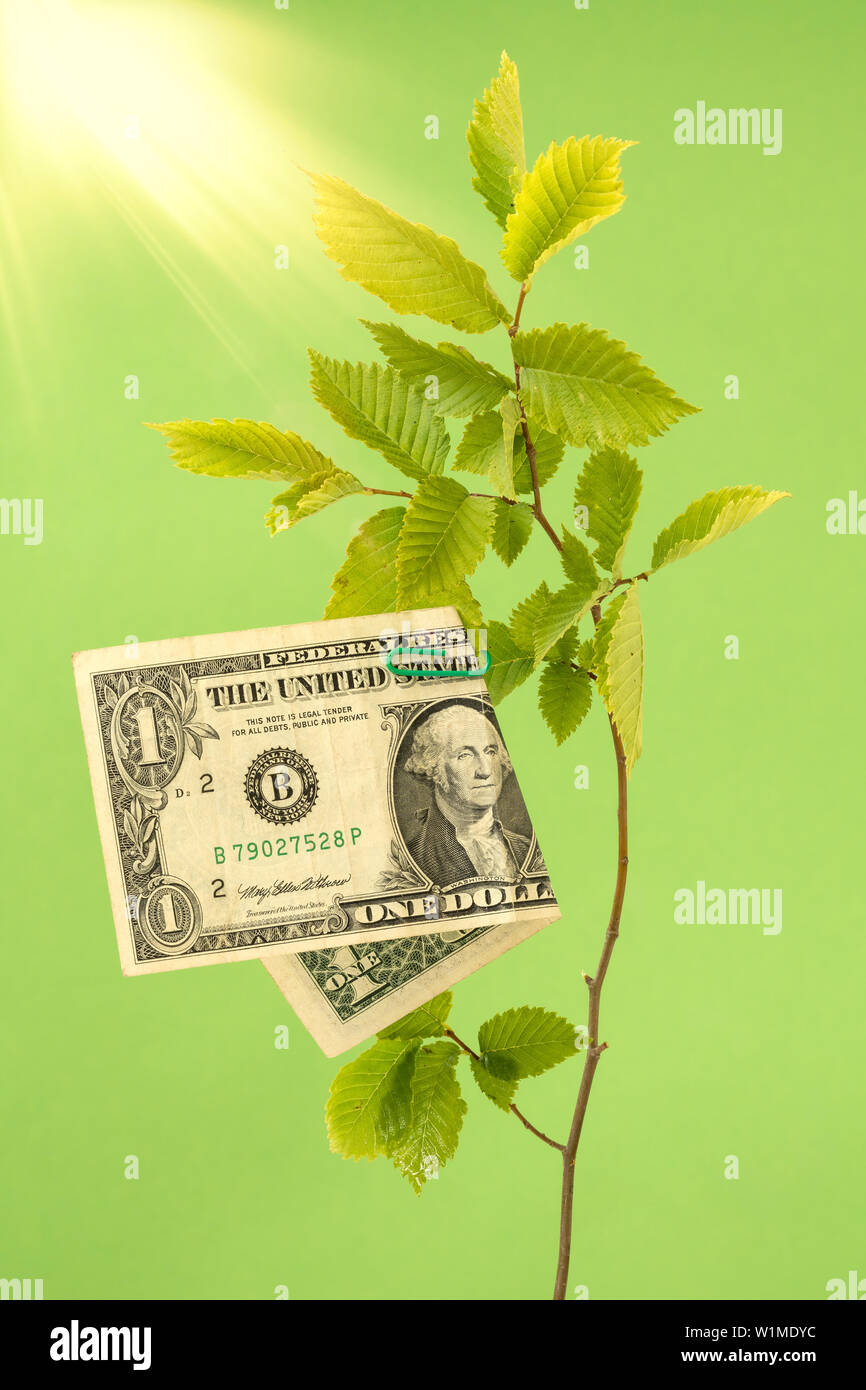 Dollar hanging on the tree branch. Money tree, revenue growth Stock ...