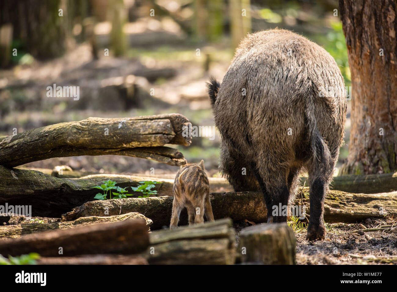 Rear view two wild boars hi-res stock photography and images - Alamy