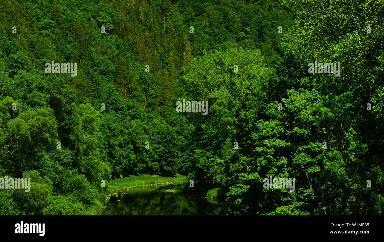 Forest in the mountains of Europe Stock Photo - Alamy