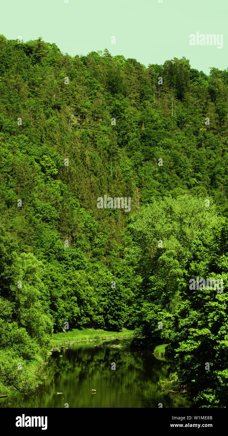 Forest in the mountains of Europe Stock Photo - Alamy
