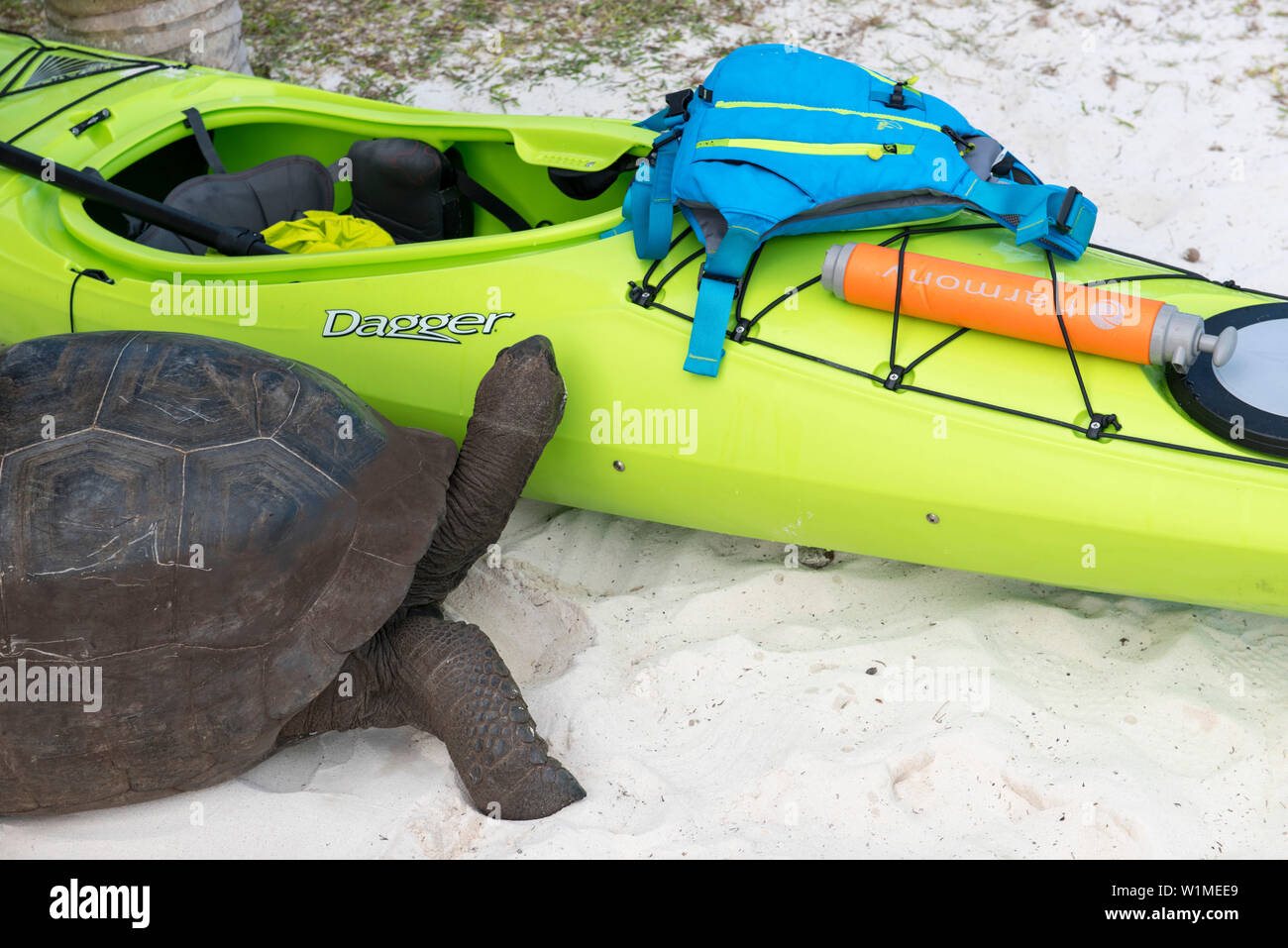 Turtle near a kayak on the beach, Sea kayak tour with catamaran as ...