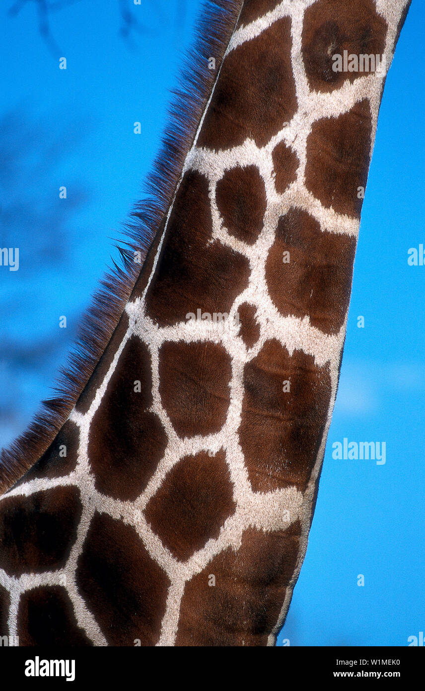 Netzgiraffe, Reticulated Giraffe Giraffa reticulata Stock Photo - Alamy