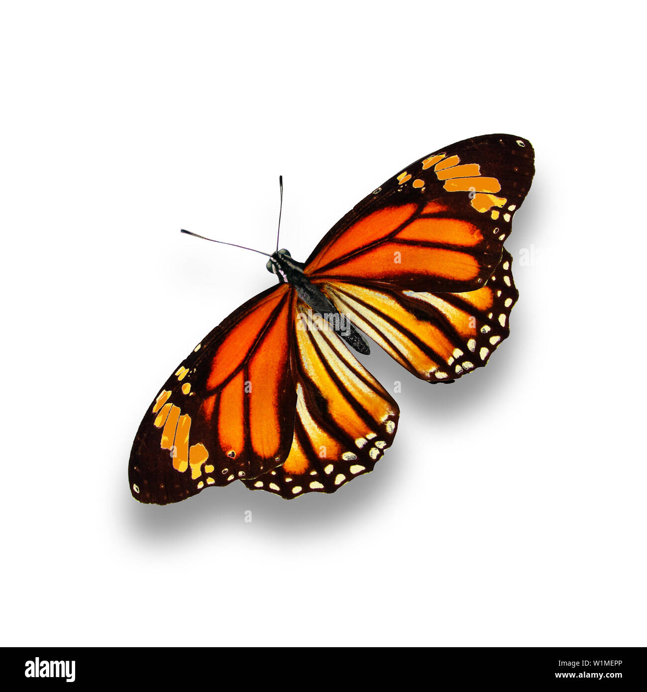 flying orange butterfly with shadow isolated on white background Stock ...