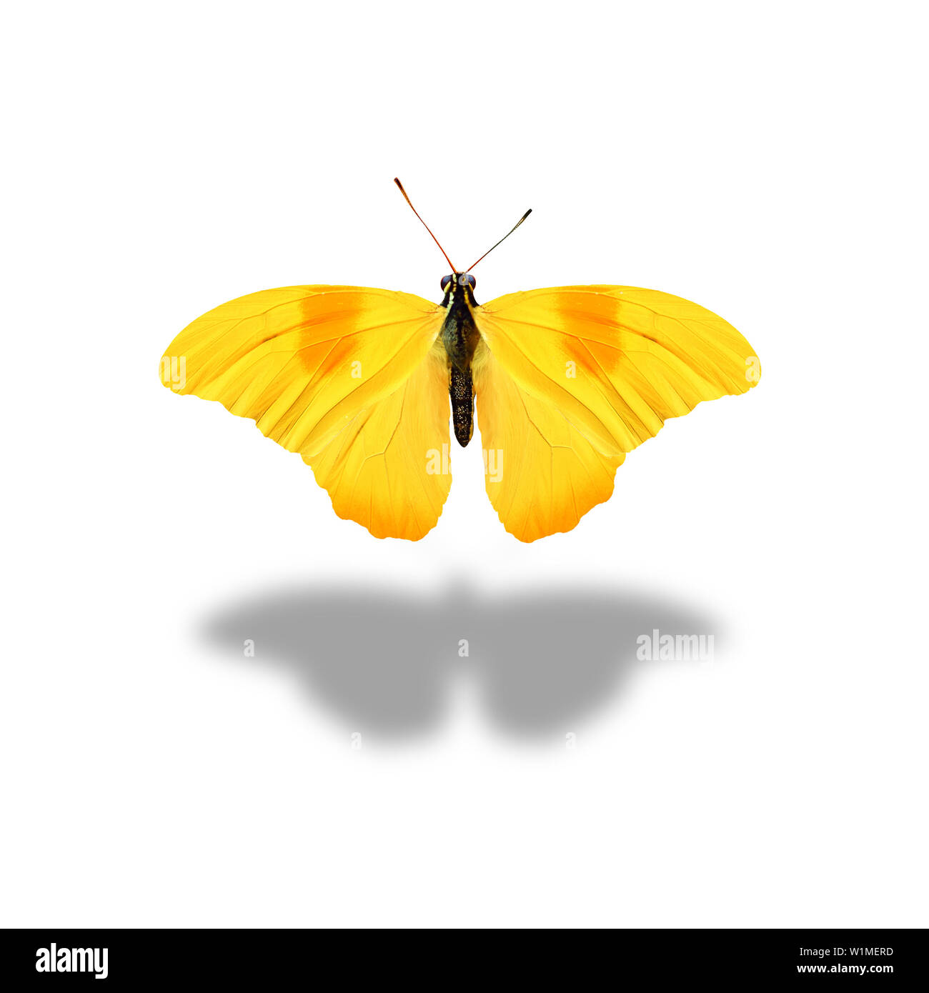 yellow butterfly with shadow from below. isolated on white background ...