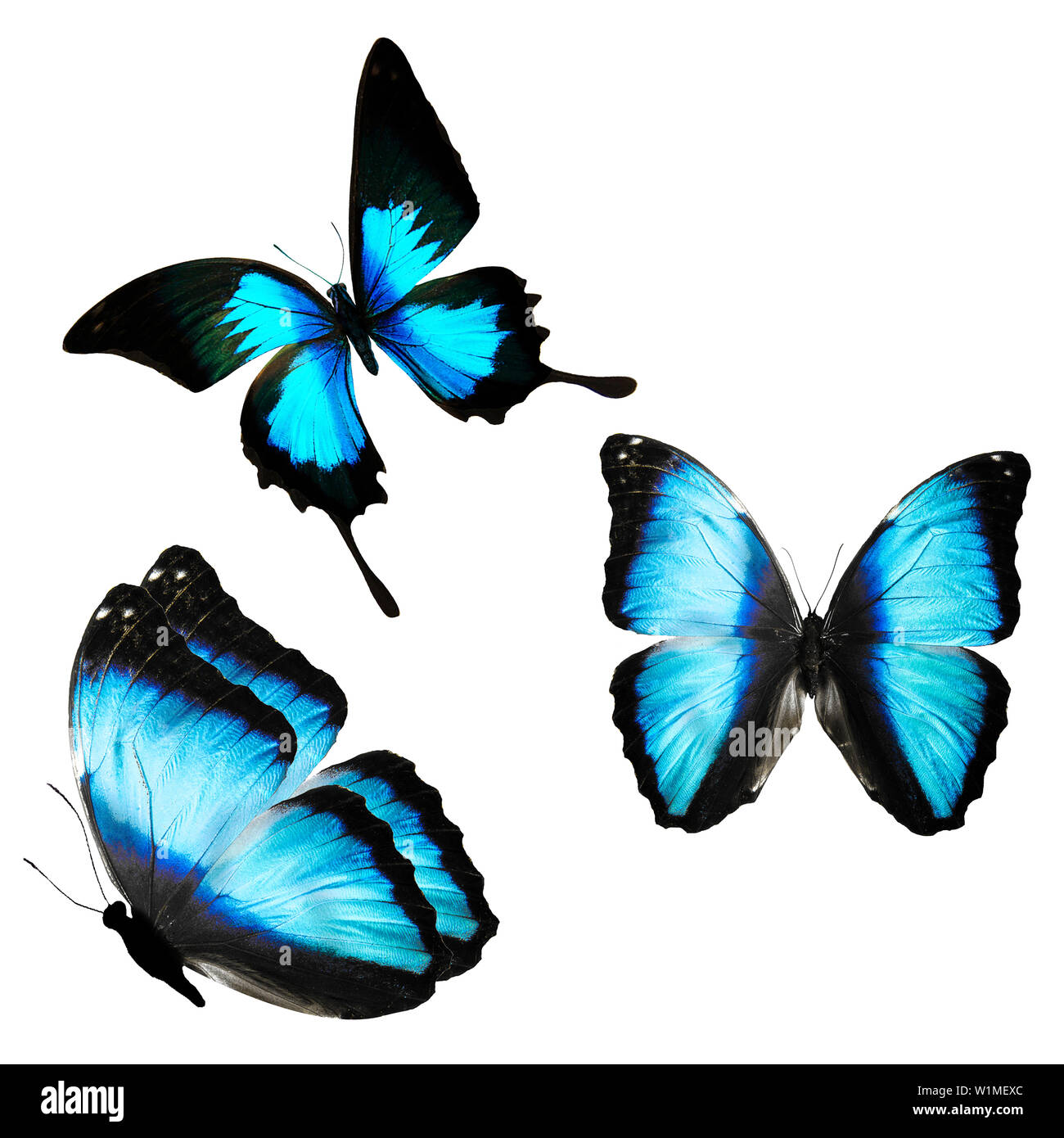 collection of tropical blue butterflies for design. isolated on white ...