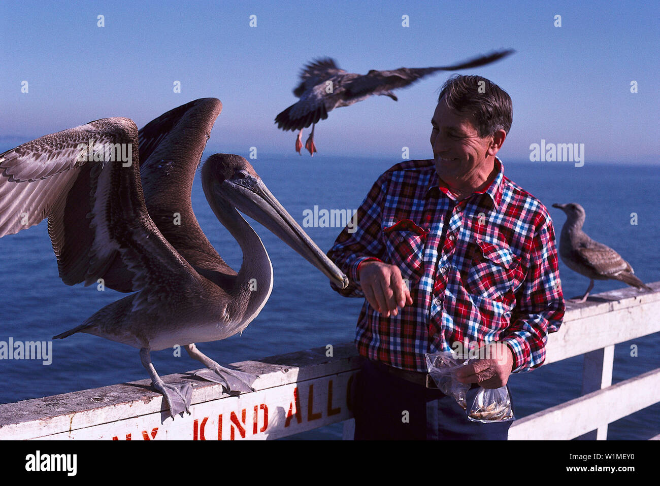 Pelican Feeding, Santa Cruz, California USA Stock Photo - Alamy