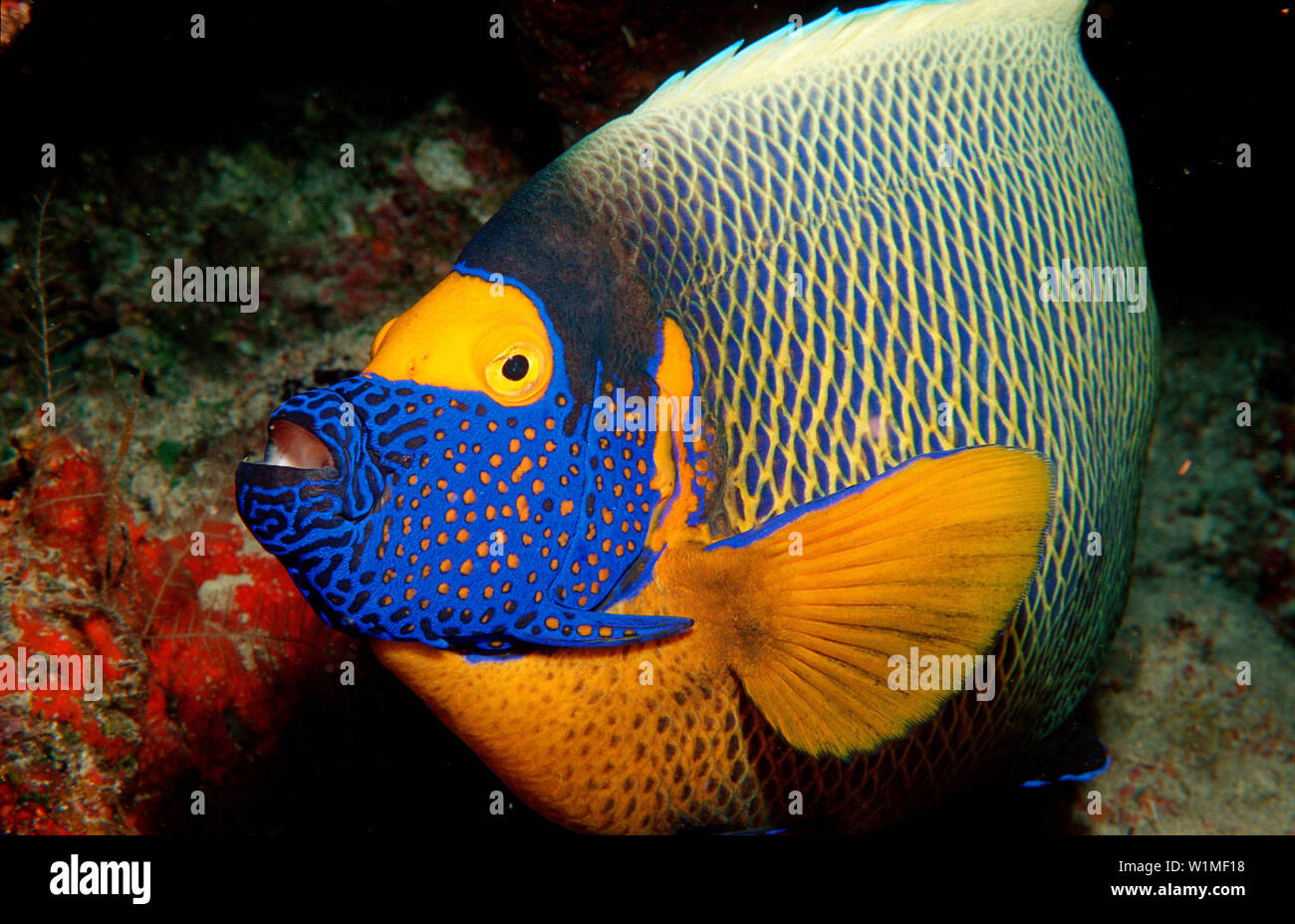 Yellow mask angelfish hi-res stock photography and images - Alamy