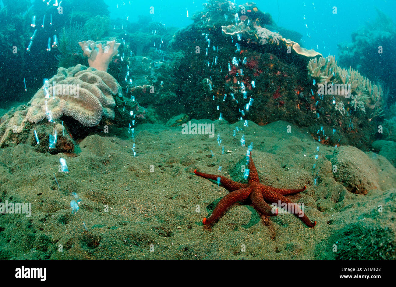 Volcanic gas bubbles, Volcano Island, Sangean, Indonesia Stock Photo ...