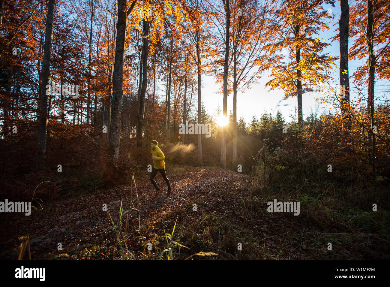Young man running on a trail through a forest, Allgaeu, Bavaria ...