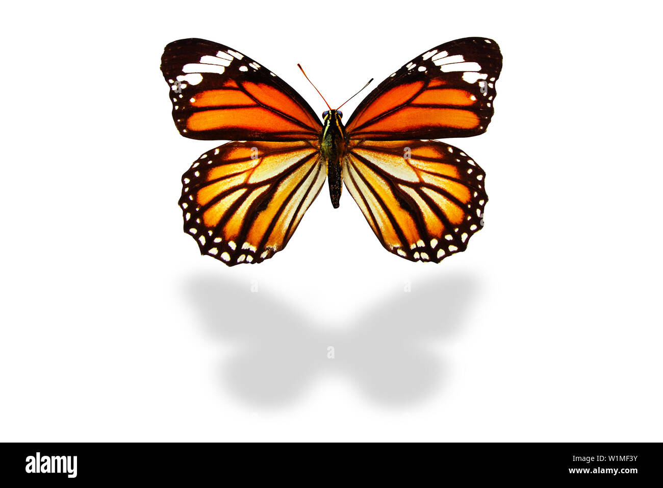 orange butterfly with shadow from below isolated on white background ...